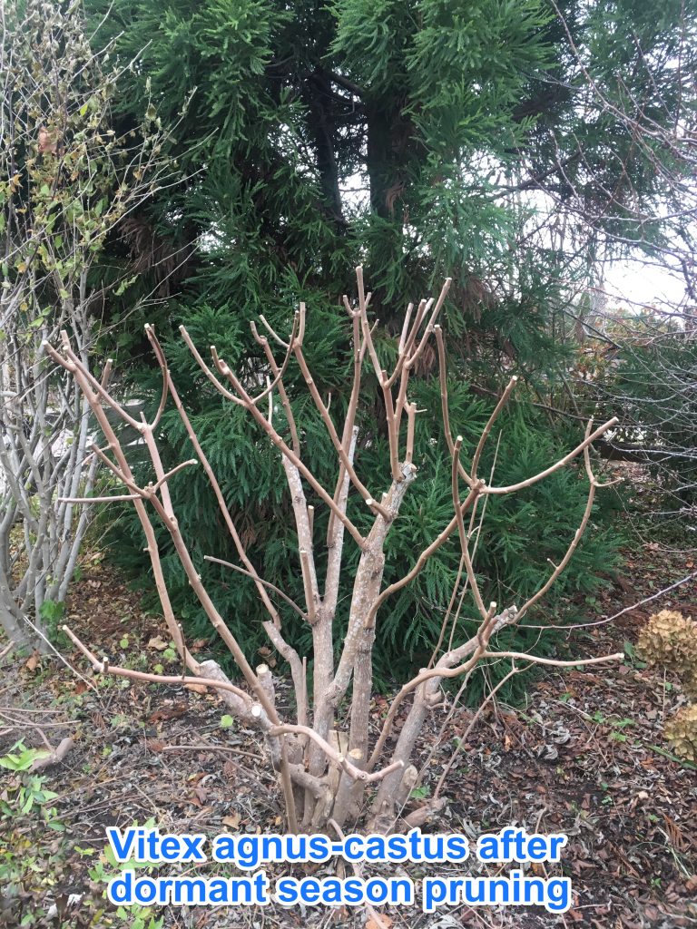 How to Prune Chaste Tree, Vitex agnus-castus - Surfing Hydrangea ...