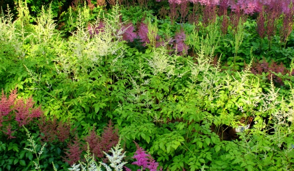 Home Surfing Hydrangea Nursery Inc