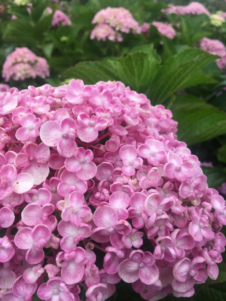 Hydrangea Flower Color - Surfing Hydrangea Nursery, Inc.