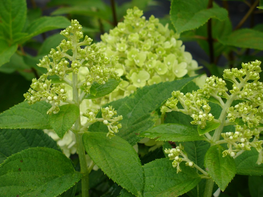 Hydrangea paniculata Cultivars - Surfing Hydrangea Nursery, Inc.