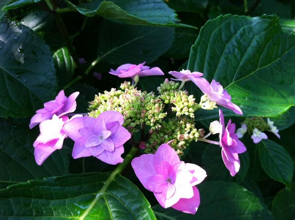 Hydrangeas - Surfing Hydrangea Nursery, Inc.