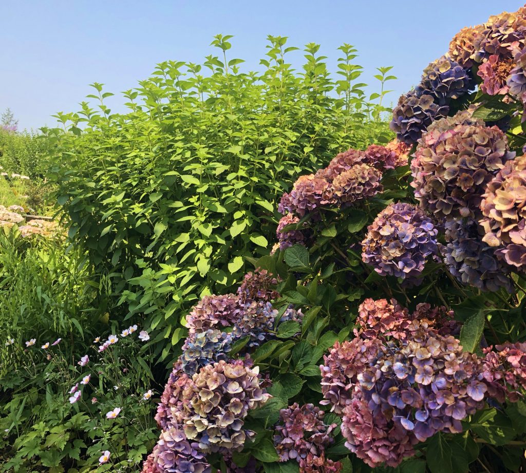 Perennials Archives - Surfing Hydrangea Nursery, Inc.