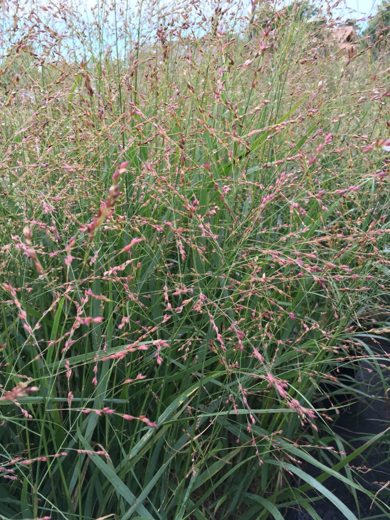 Grasses Archives Surfing Hydrangea Nursery Inc