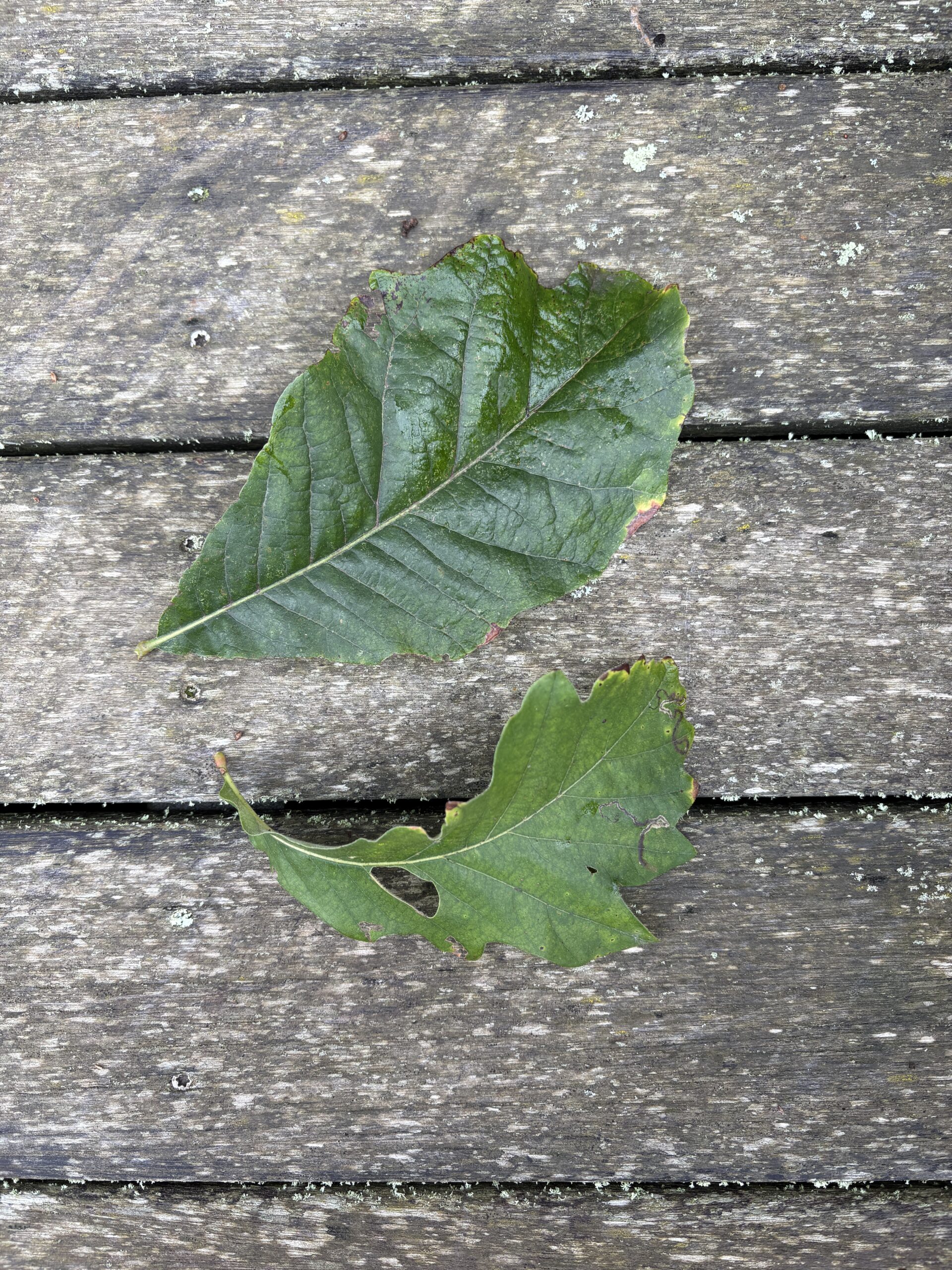 Garden Notes - Surfing Hydrangea Nursery, Inc.