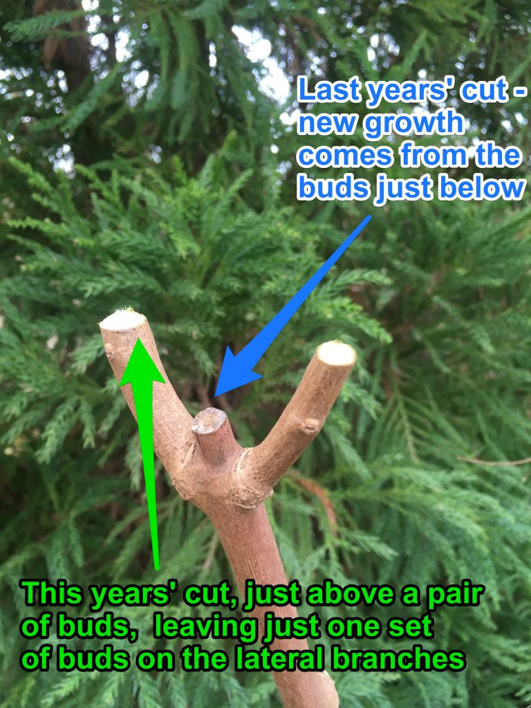 How to Prune Chaste Tree, Vitex agnus-castus - Surfing Hydrangea ...